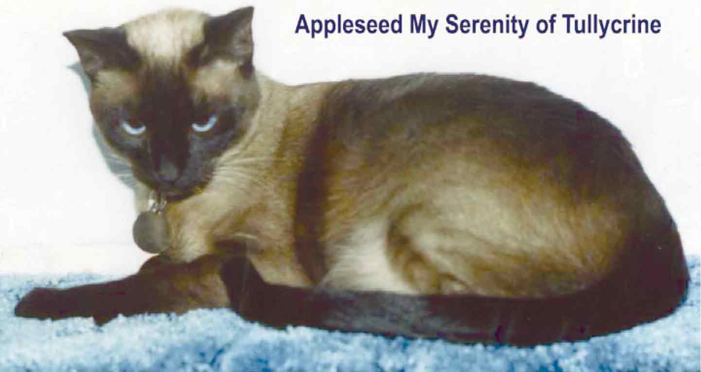 Traditional Cat Association, Inc. ©1987®TM